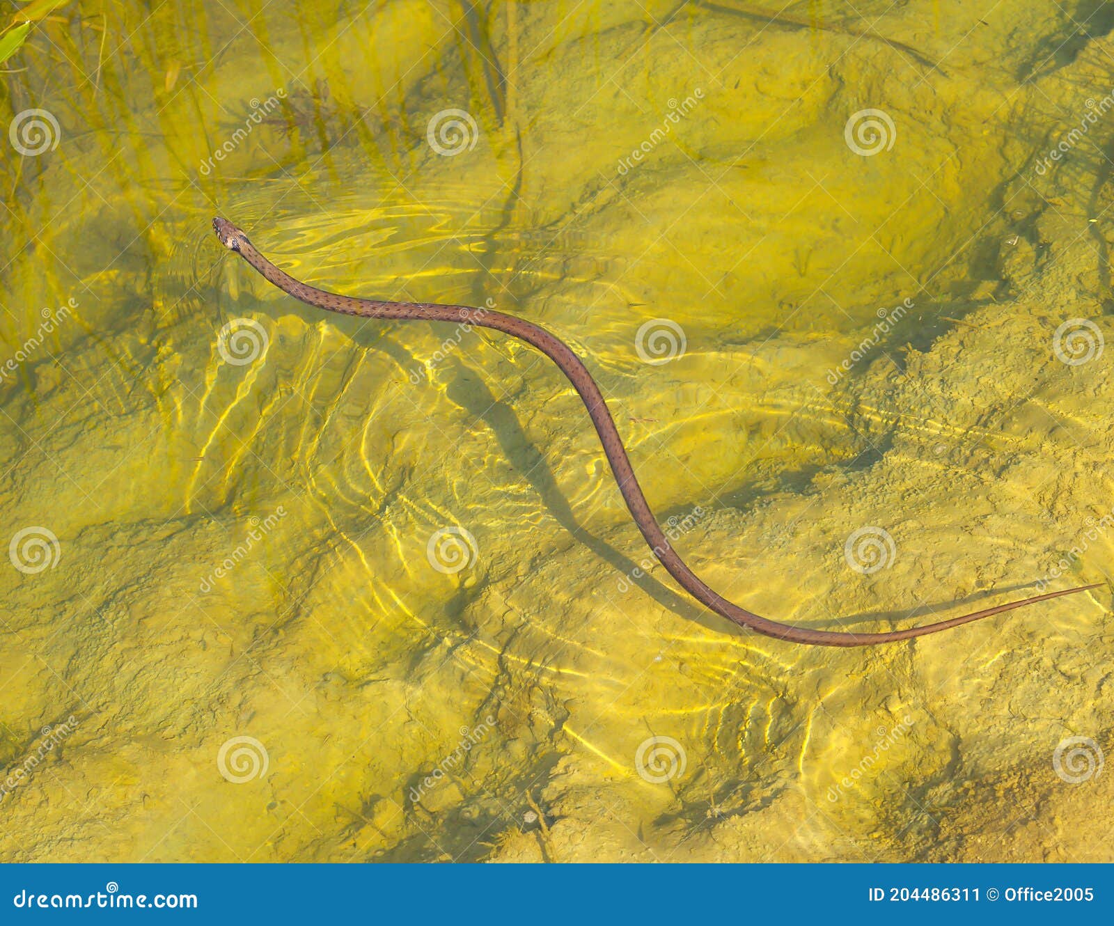 Ringed Snake, Natrix Natrix Stock Image - Image of rare, ground: 204486311