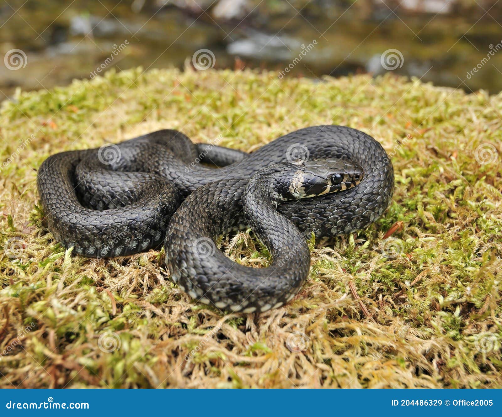Ringed Snake, Natrix Natrix Stock Image - Image of close, europe: 204486329