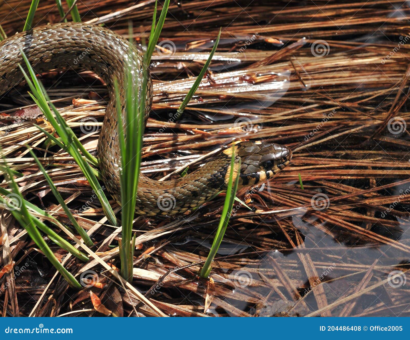 Ringed Snake, Natrix Natrix Stock Photo - Image of national, balkan ...