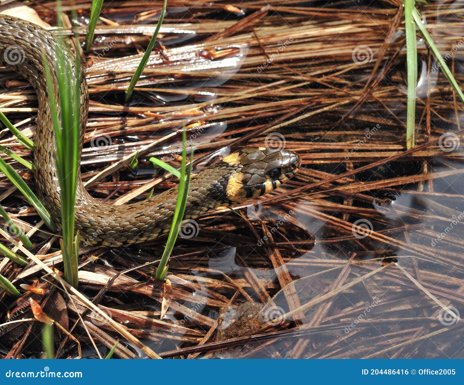 Ringed Snake, Natrix Natrix Stock Photo - Image of macro, wild: 204486416
