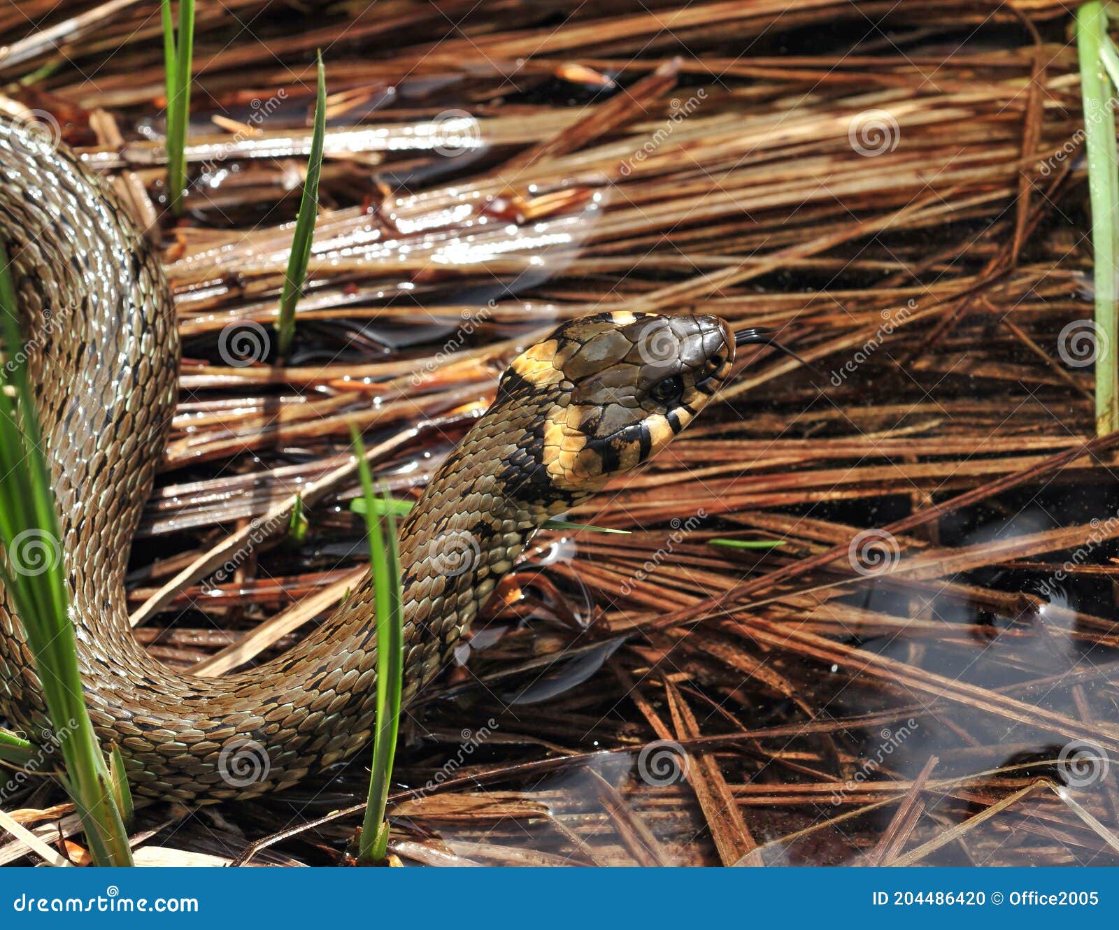 Ringed Snake, Natrix Natrix Stock Photo - Image of animal, smooth ...