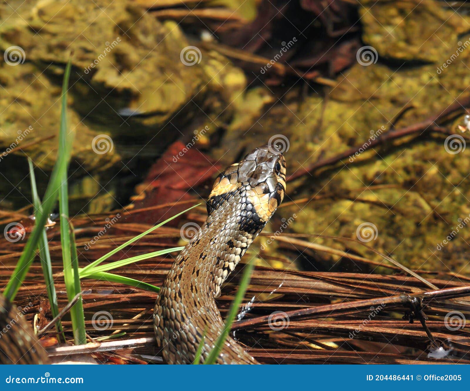 Ringed Snake, Natrix Natrix Stock Image - Image of aquatic, national ...