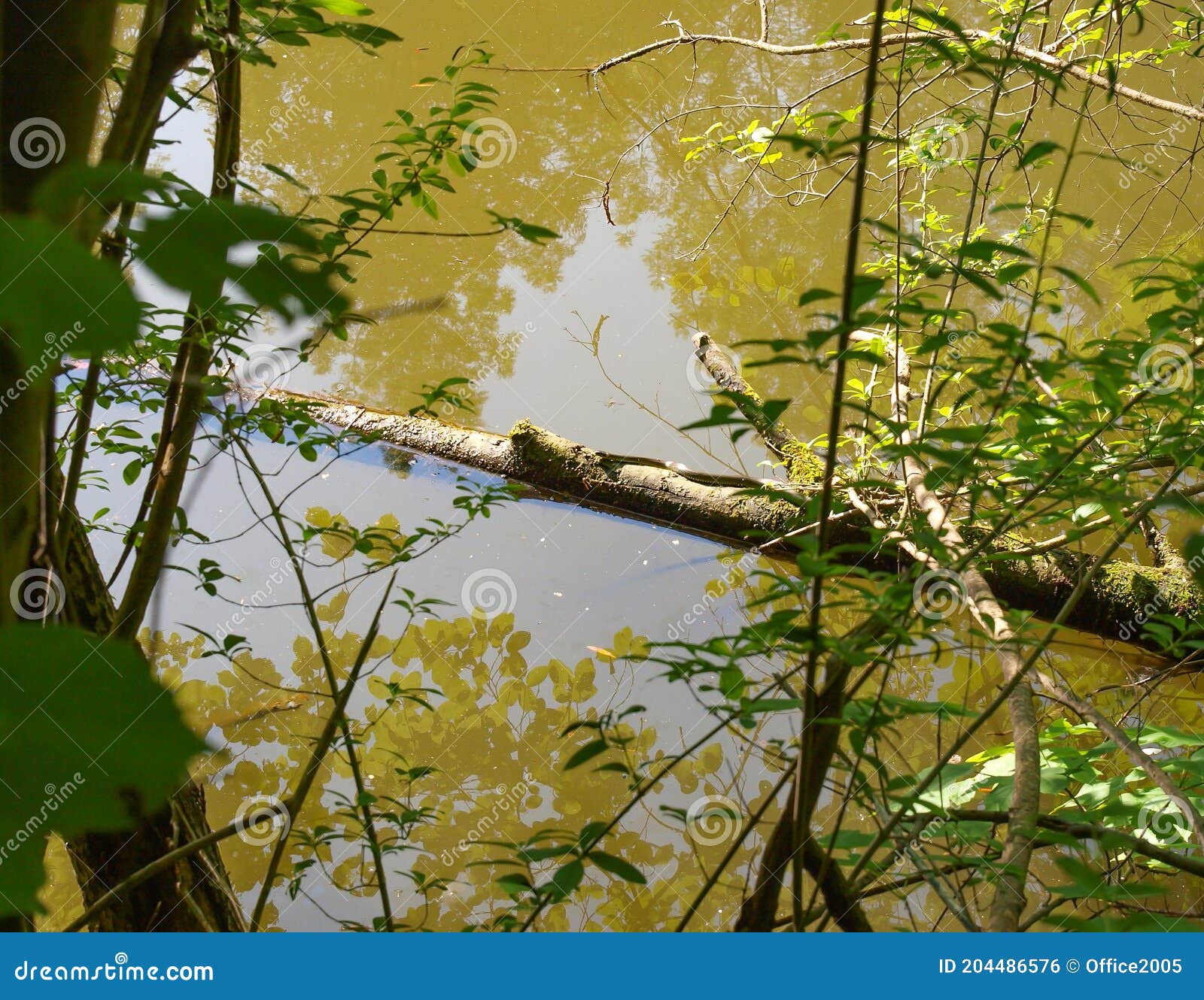 Ringed Snake, Natrix Natrix Stock Photo - Image of wild, park: 204486576