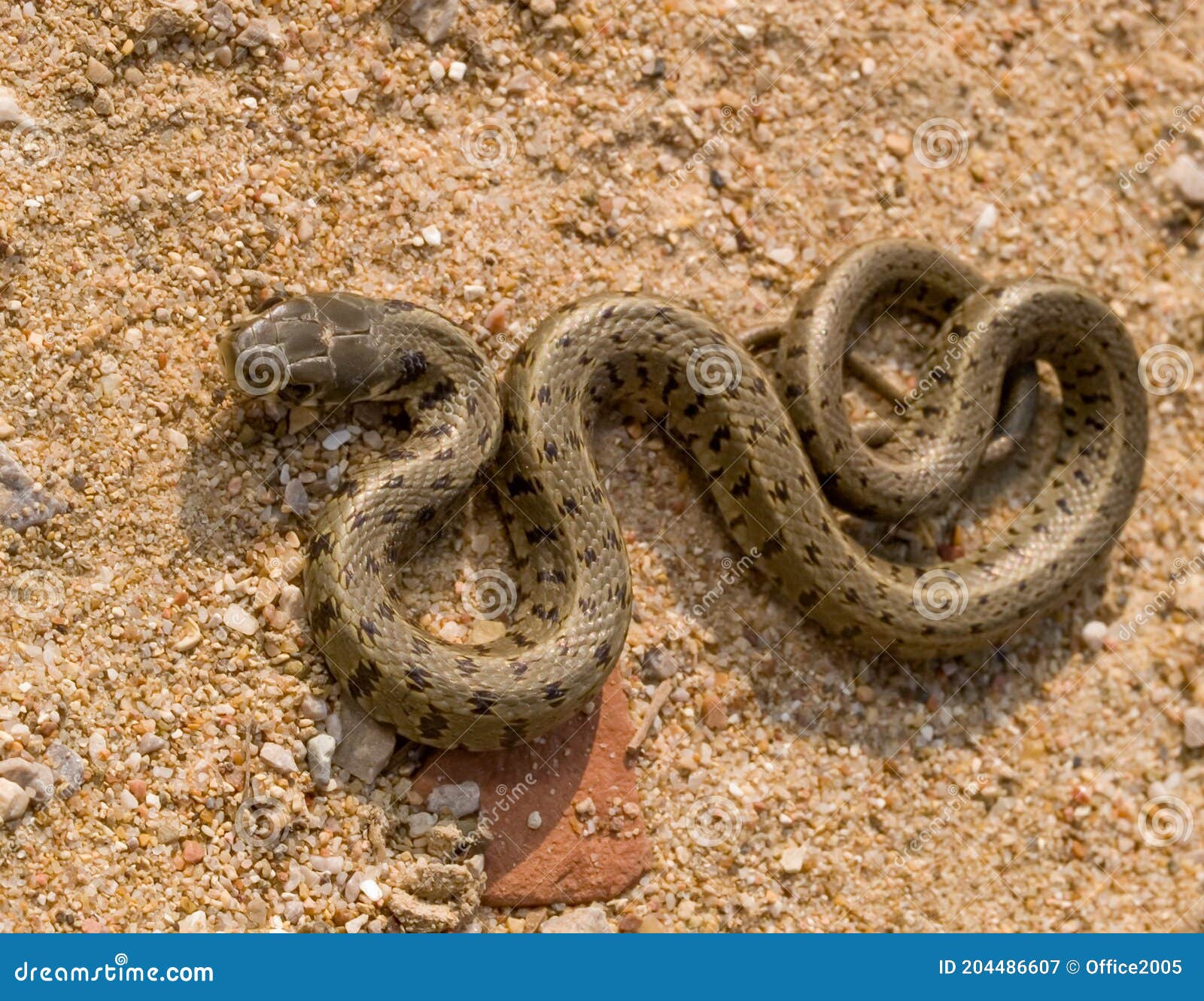 Ringed Snake, Natrix Natrix Stock Image - Image of wild, park: 204486607
