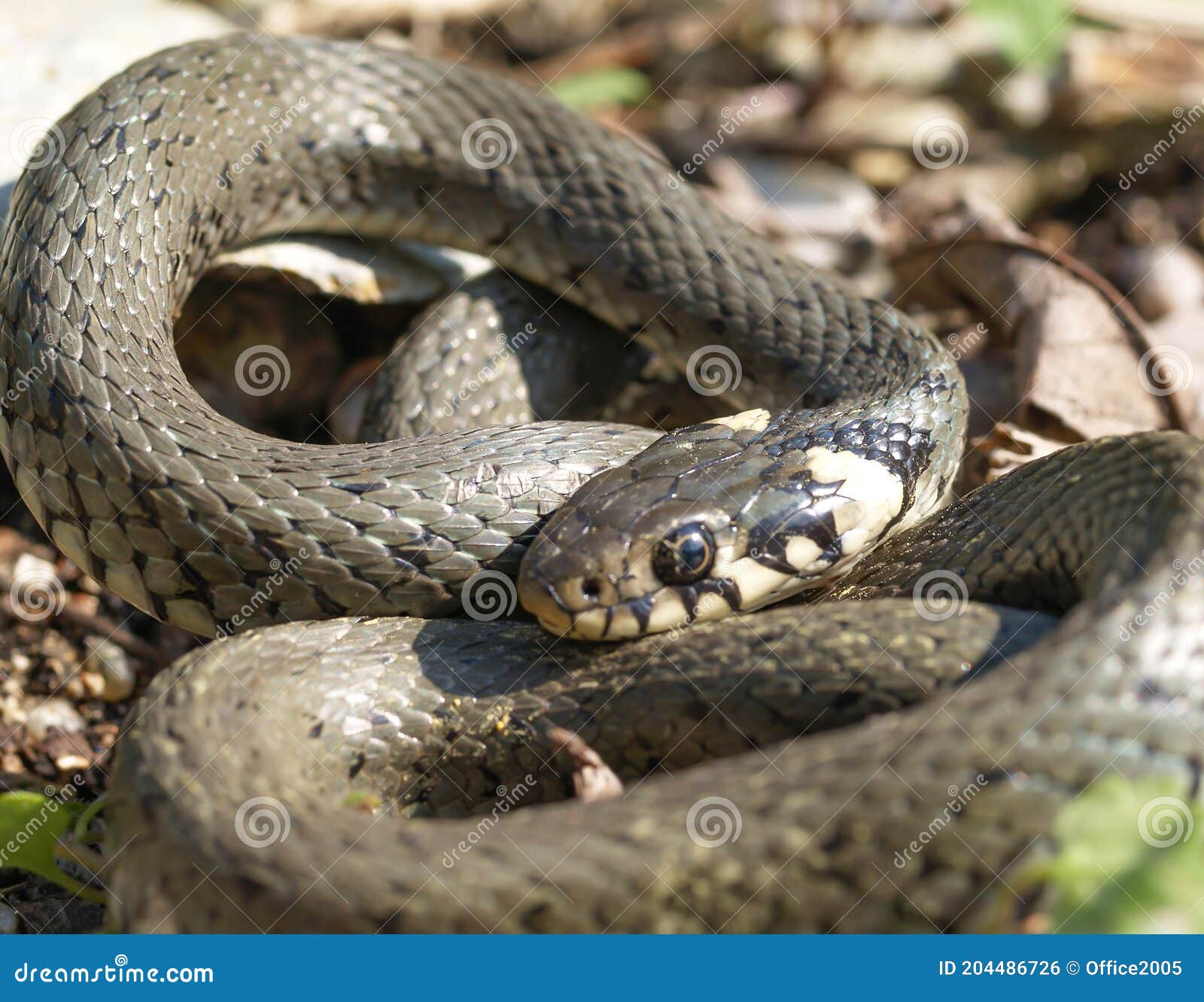 Ringed Snake, Natrix Natrix Stock Photo - Image of ground, austrian ...