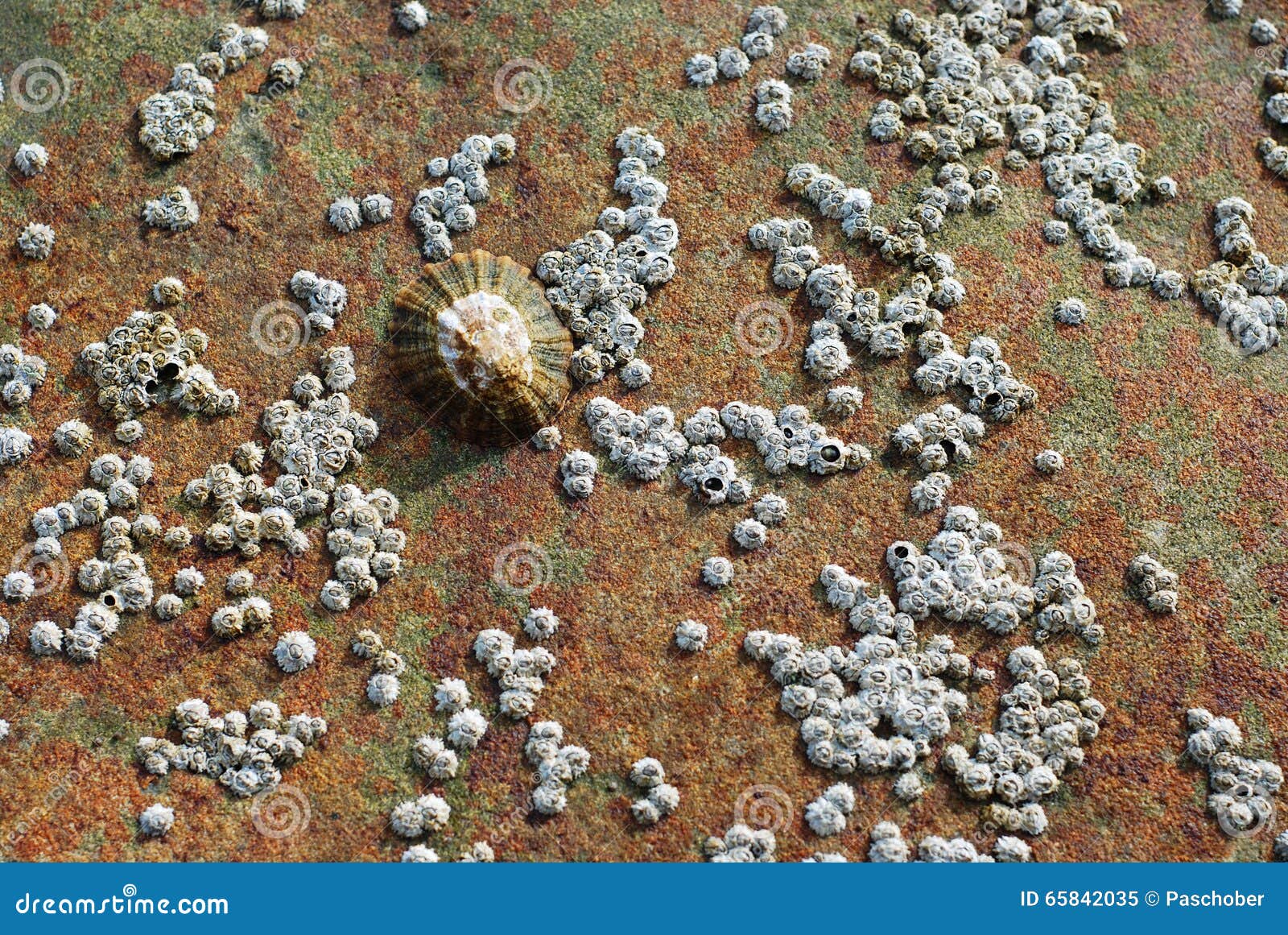Aquatic Snail, Limpet Shell on a Rock Stock Image - Image of fragile ...