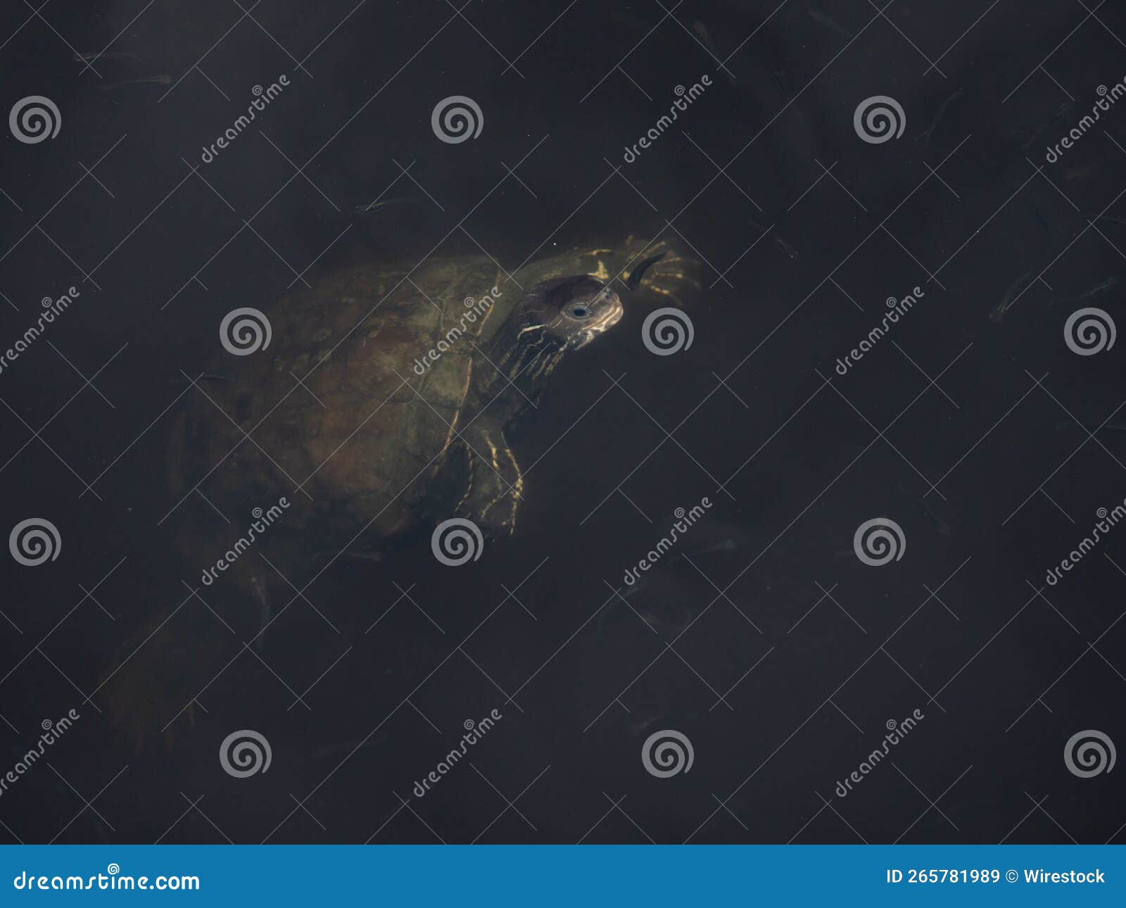 Aquatic Tortoise Swimming in the Water Stock Image - Image of detail ...