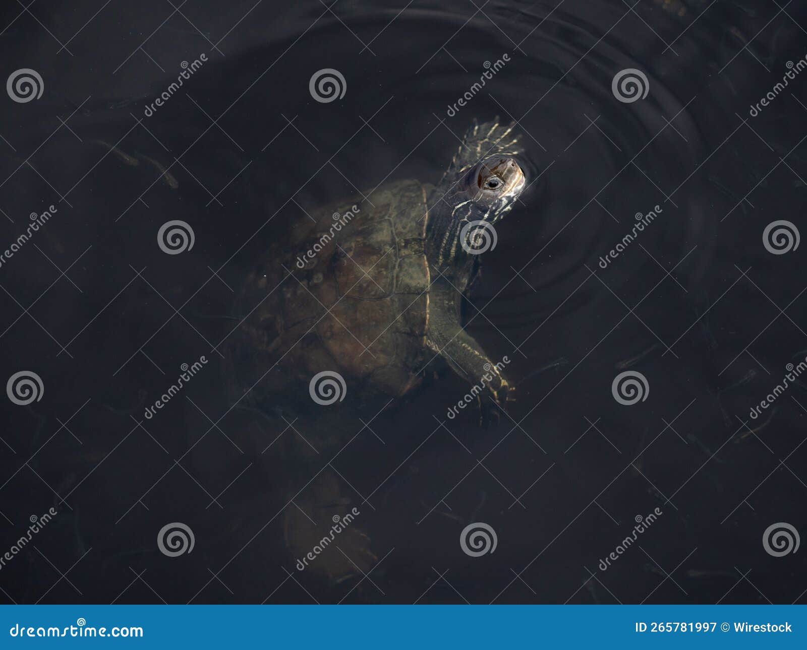 Aquatic Tortoise Swimming in the Water Stock Image - Image of tortoise ...