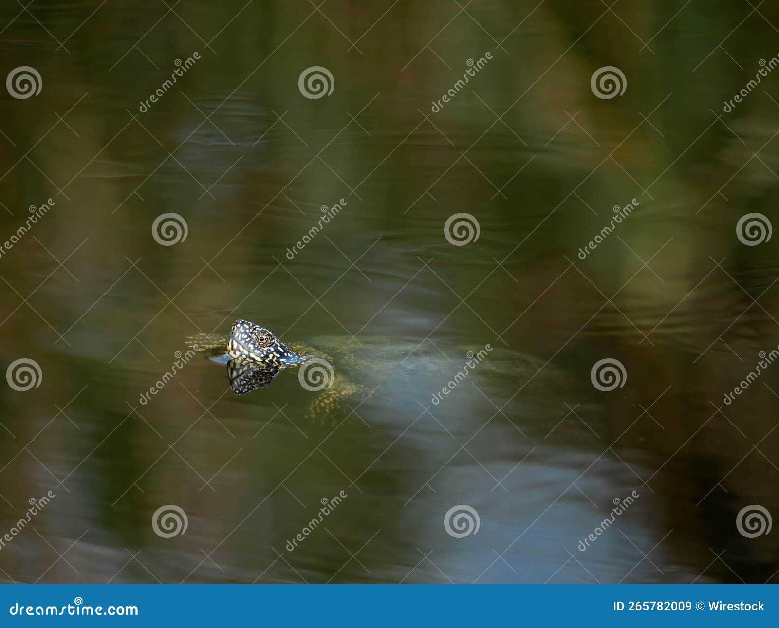 Aquatic Tortoise Swimming in the Water Stock Image - Image of natural ...