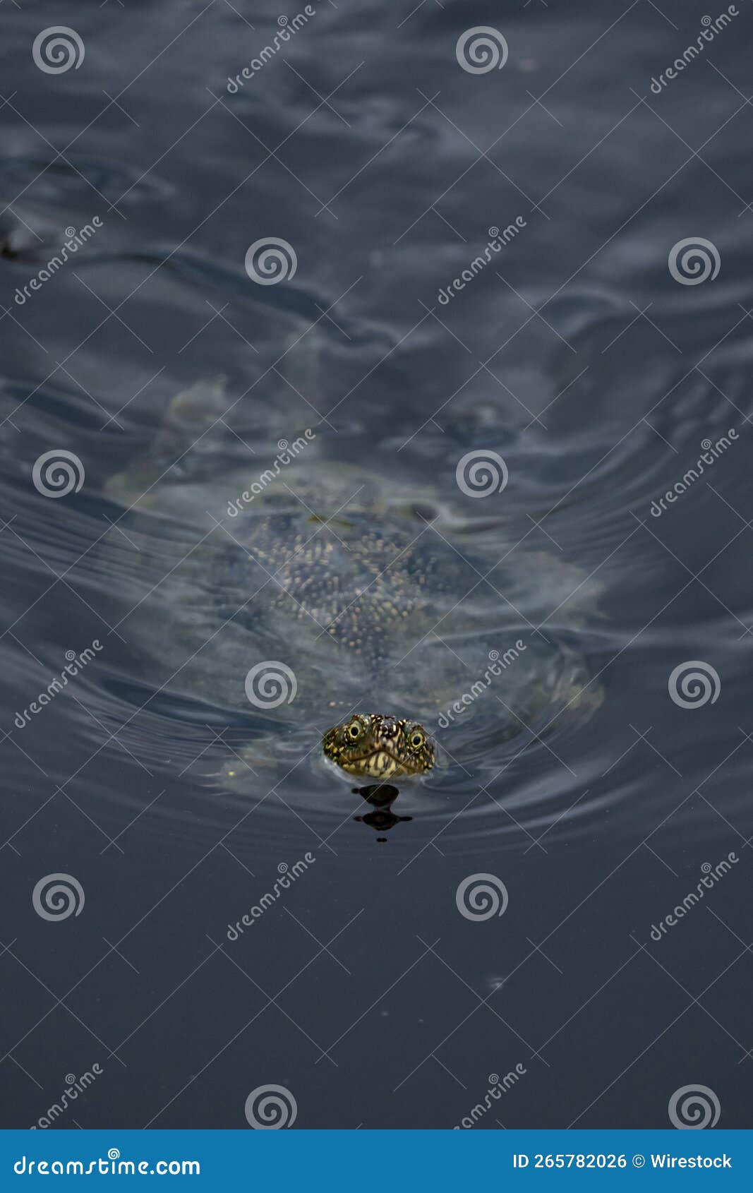 Aquatic Tortoise Swimming in the Water Stock Photo - Image of fauna ...