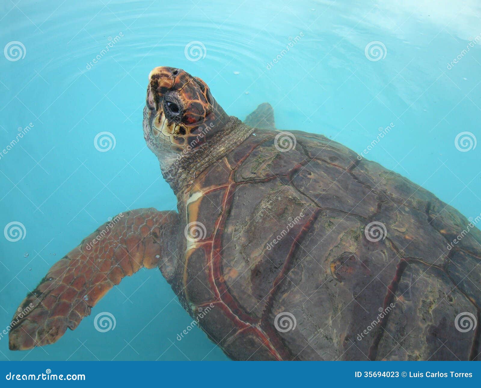 Aquatic turtle stock image. Image of water, preservation - 35694023