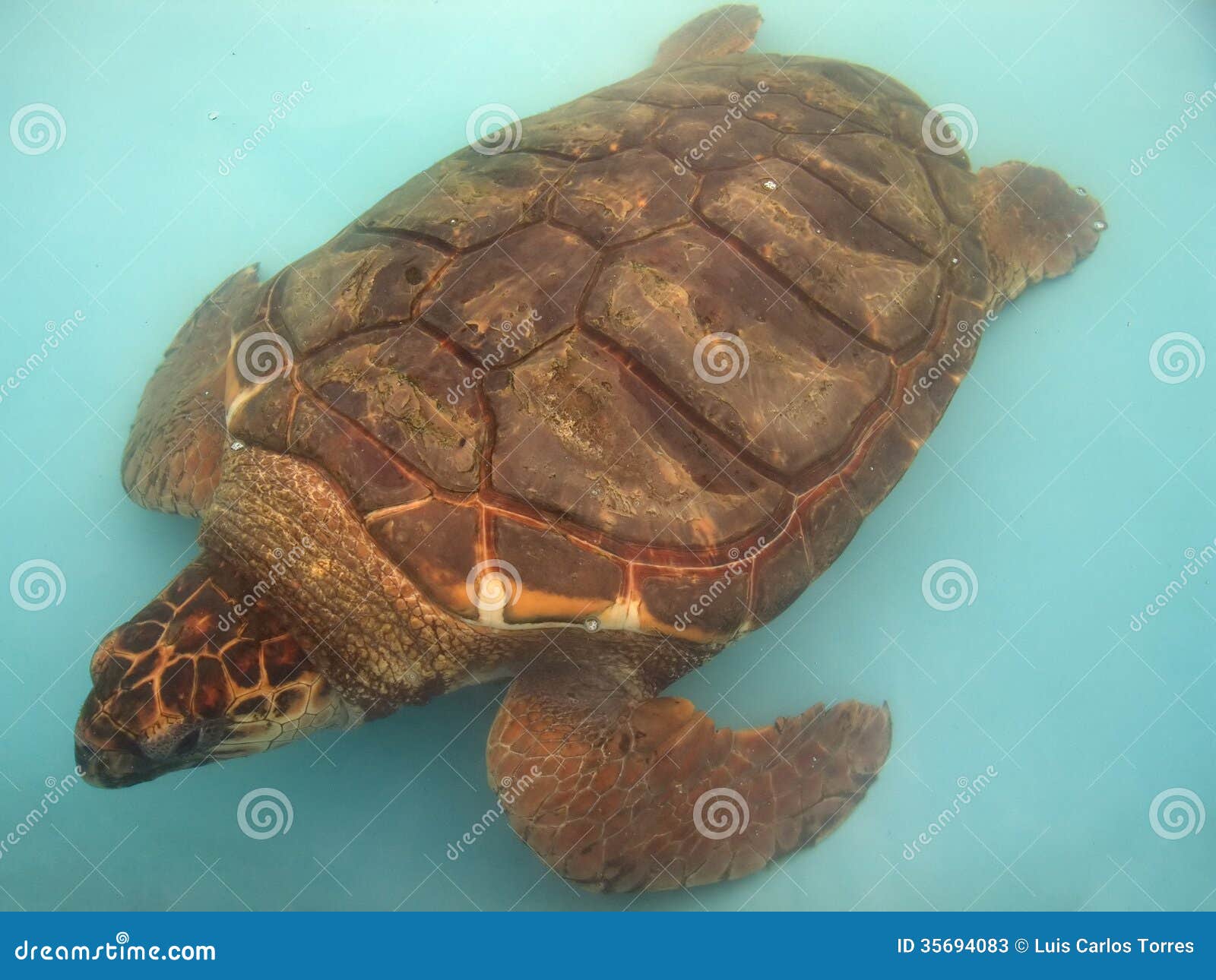 Aquatic turtle stock image. Image of center, shell, wildlife - 35694083