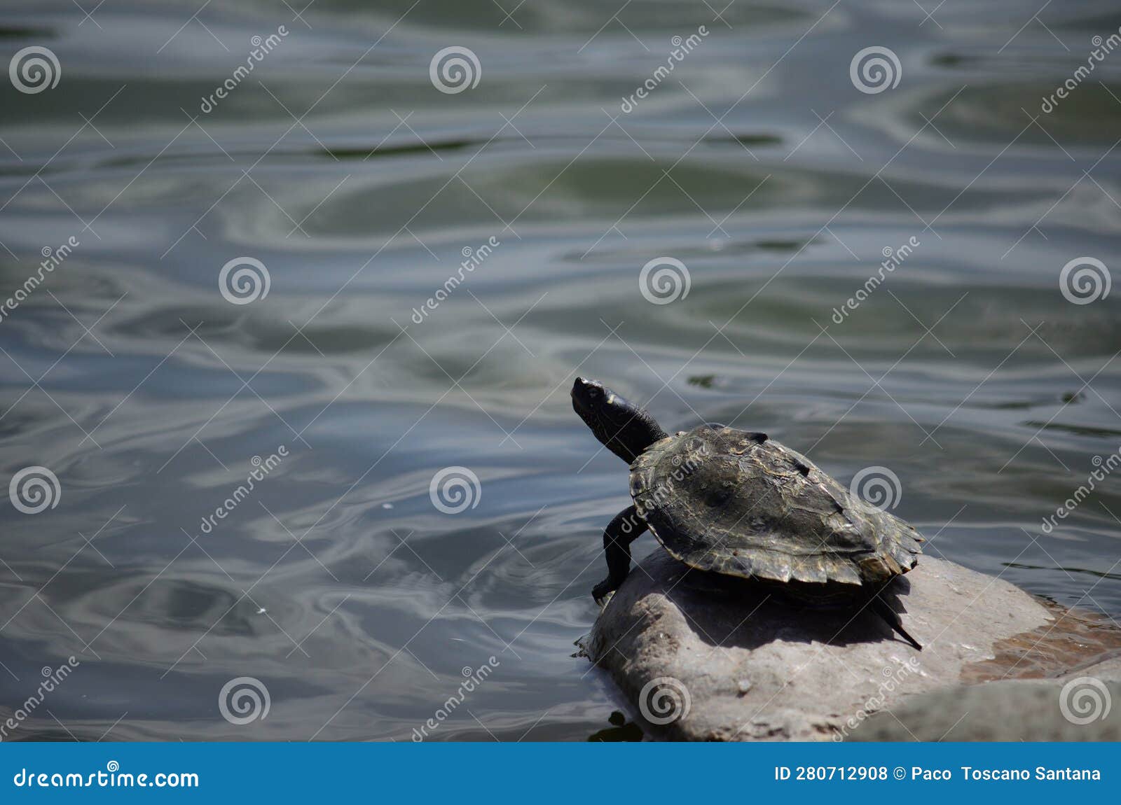 Aquatic Turtle Basking Quietly on a Stone Stock Photo - Image of nature ...