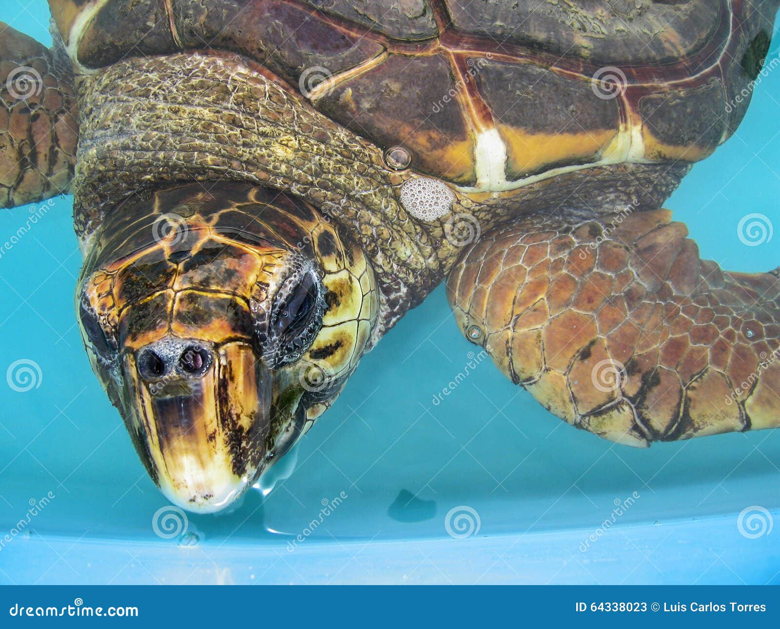 Aquatic turtle close up stock image. Image of wildlife - 64338023