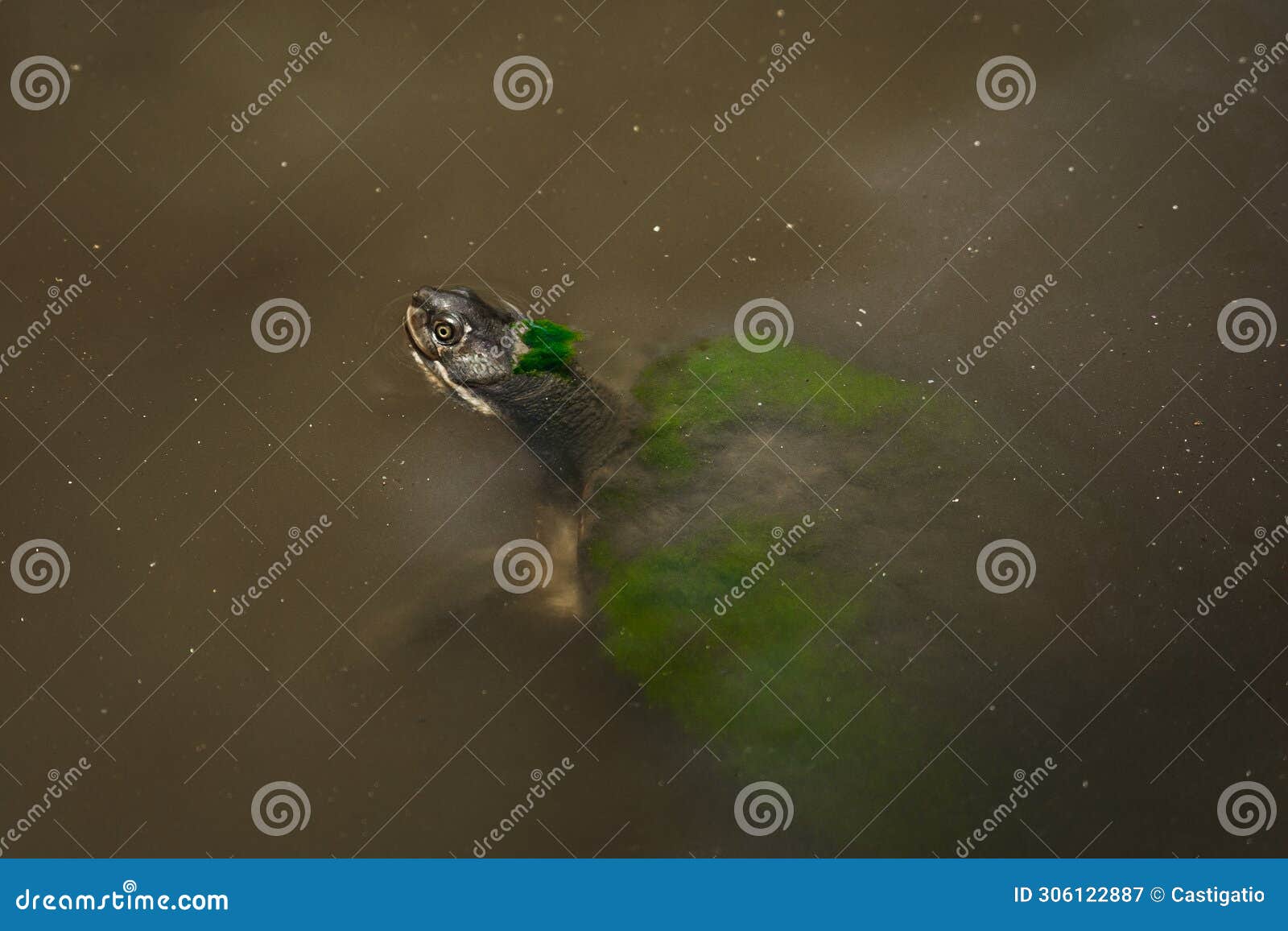 Aquatic Turtle with Green Algae on Its Head and Shell, the Animal Swims ...