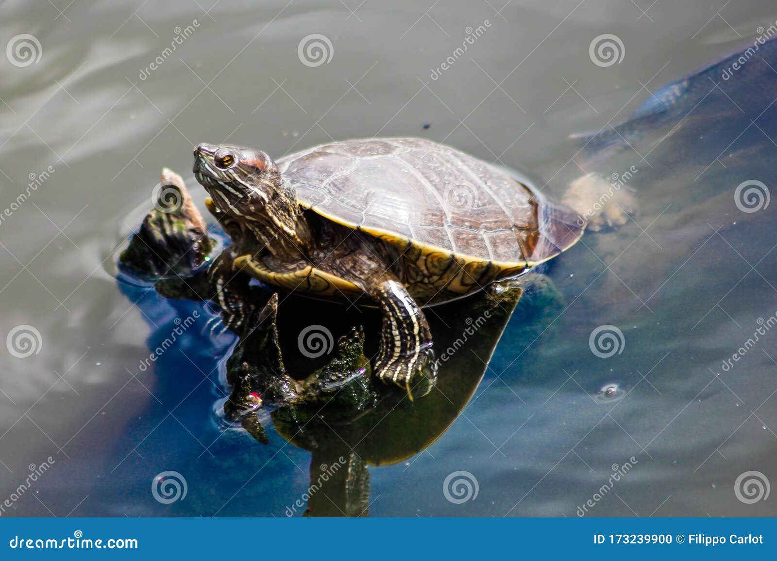 Aquatic turtle in a pond stock photo. Image of living - 173239900
