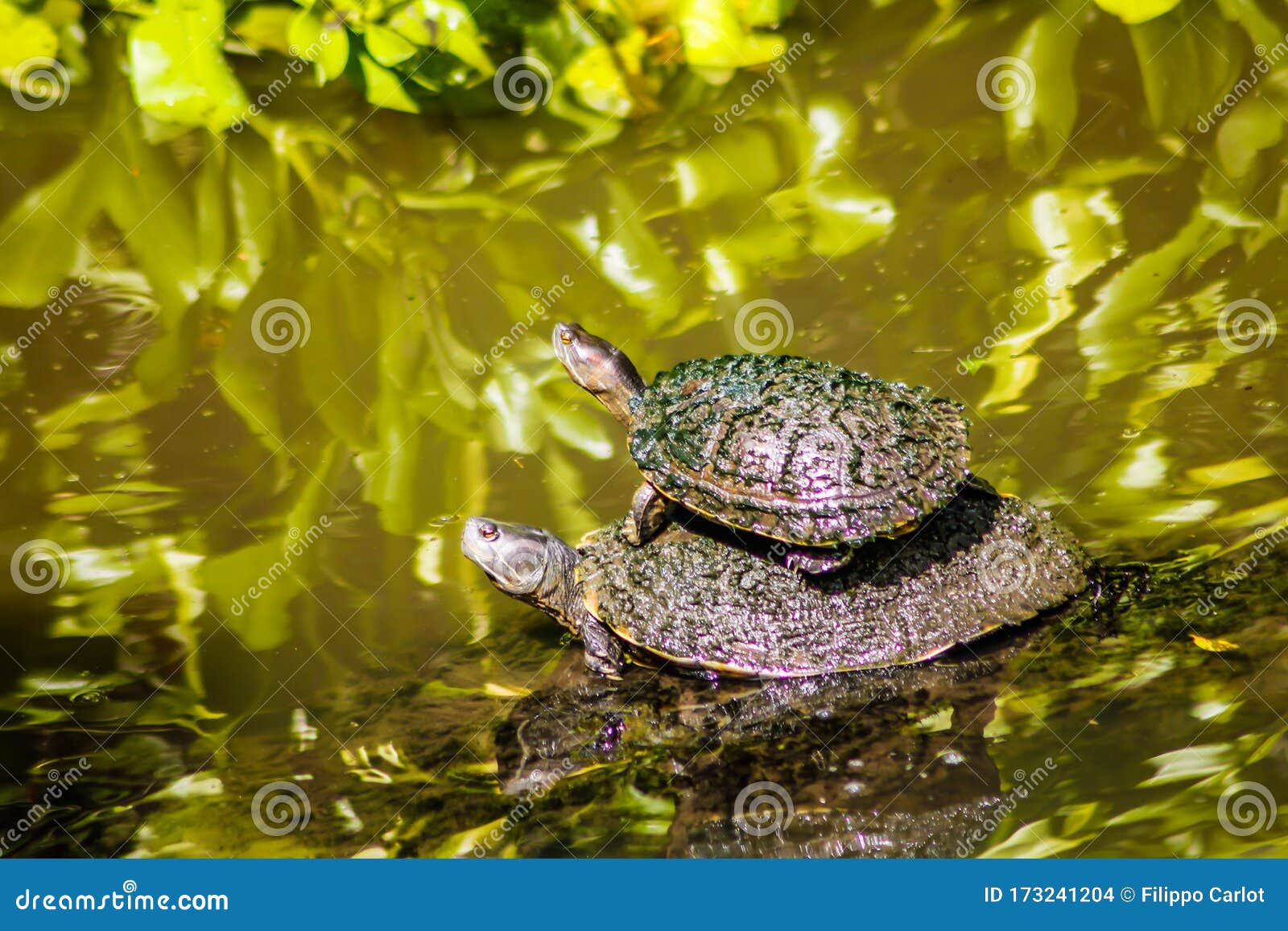 Aquatic turtle in a pond 3 stock photo. Image of aquatic - 173241204