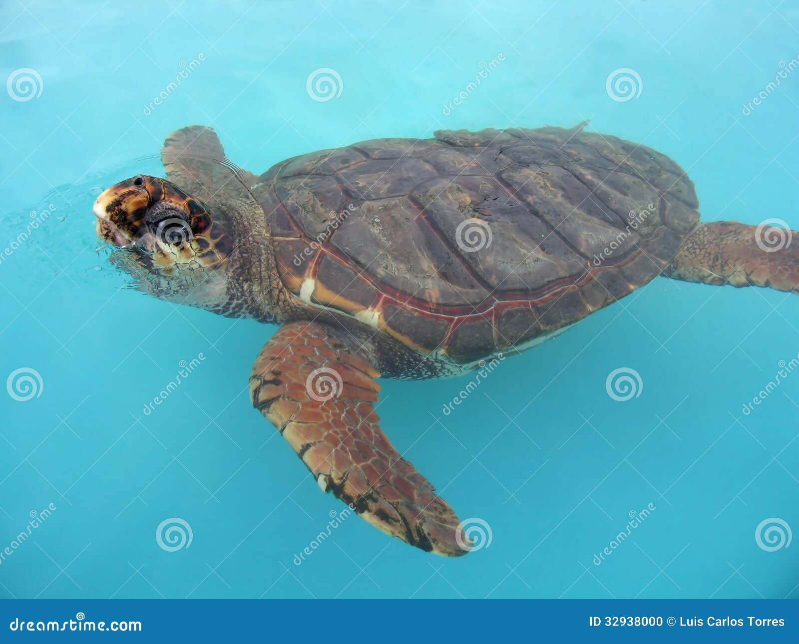 Aquatic turtle stock photo. Image of shell, ocean, wild - 32938000