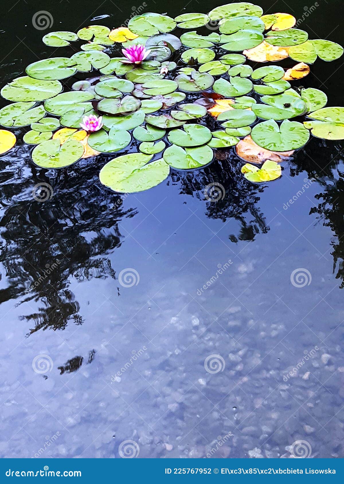 Aquatic vegetation stock photo. Image of tree, woda - 225767952