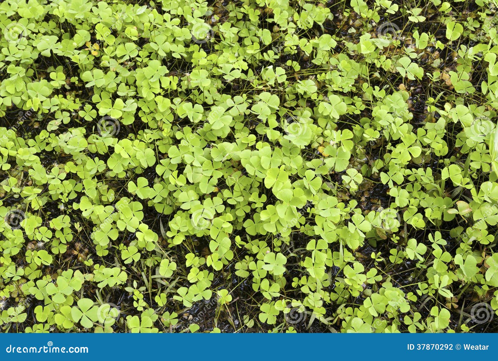 Aquatic Weeds stock photo. Image of duckweed, closeup - 37870292