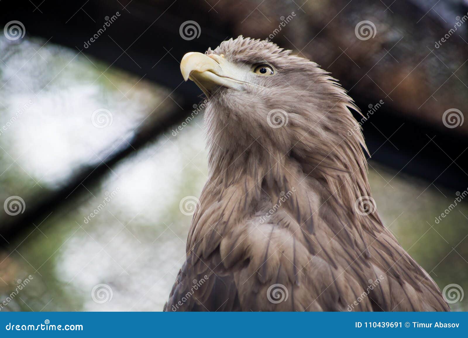 Aquila immagine stock. Immagine di grande, predatore - 110439691