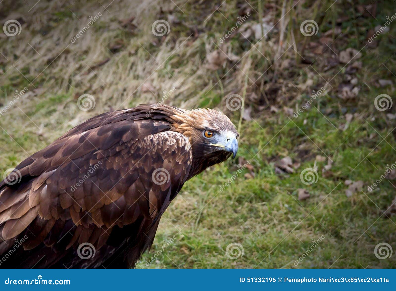 Aquila fotografia stock. Immagine di erba, piuma, aquila - 51332196