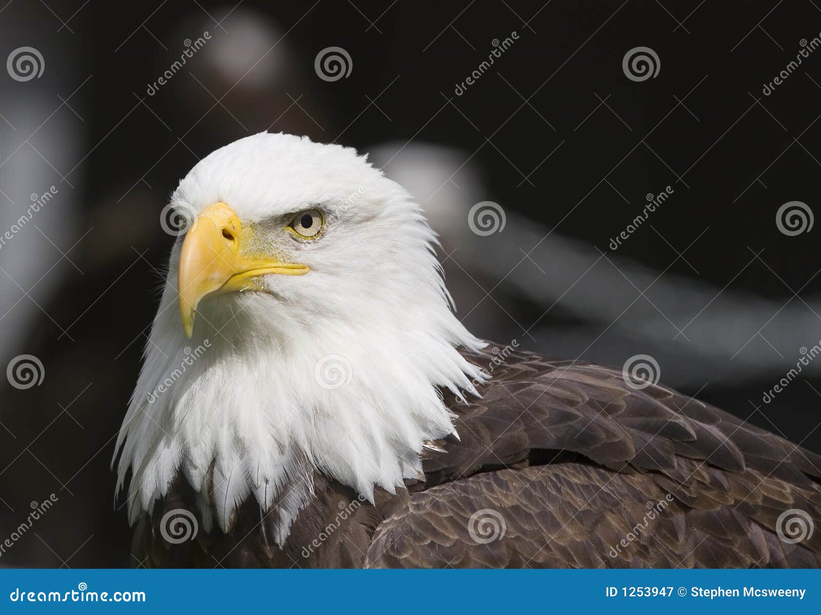 Aquila americana immagine stock. Immagine di protegga - 1253947