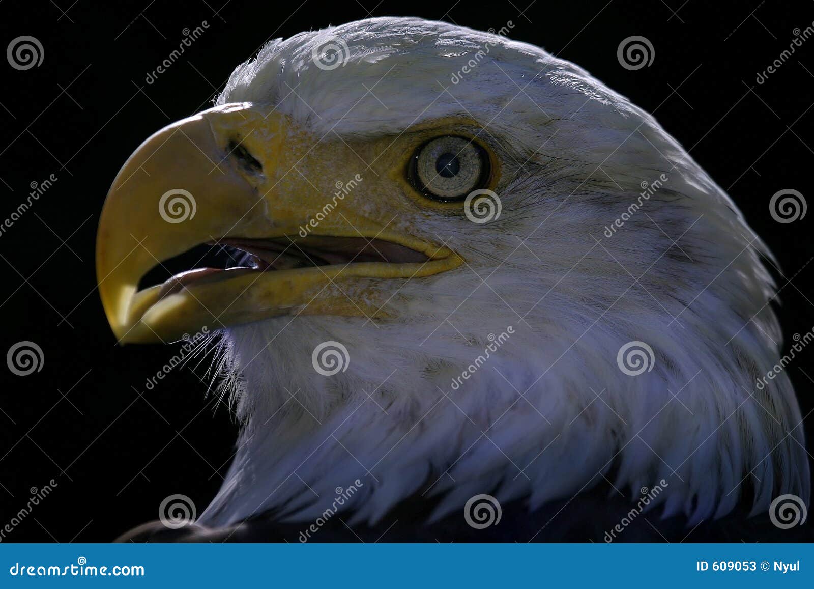 Aquila americana 4. immagine stock. Immagine di aquila - 609053