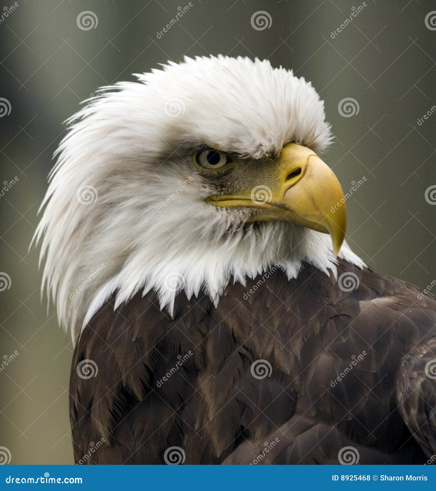 Aquila Americana Arrabbiata Fotografia Stock - Immagine di selvaggio ...