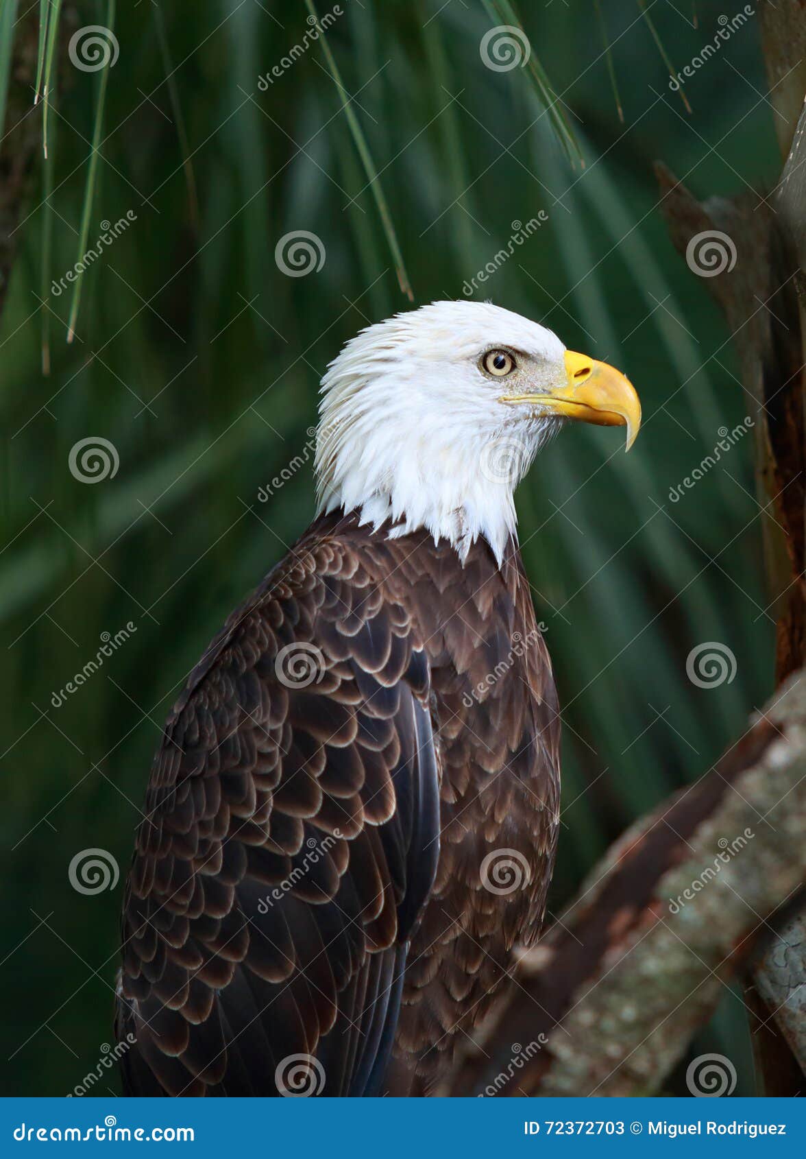 Aquila Americana Nella Foresta Immagine Stock - Immagine di libertà ...