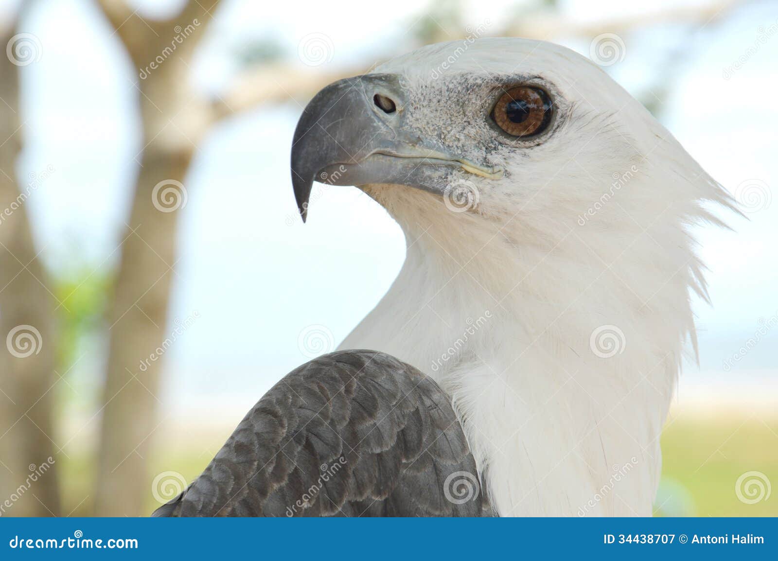 Aquila bianca immagine stock. Immagine di singolo, animale - 34438707