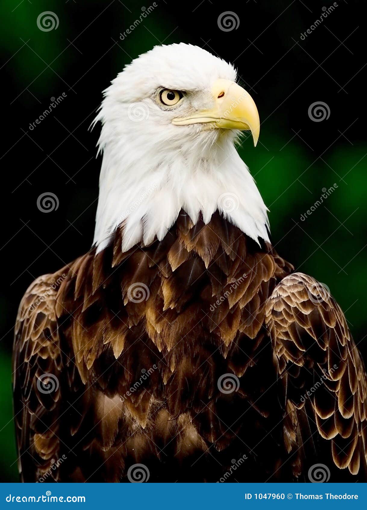 Aquila calva fotografia stock. Immagine di aquile, animale - 1047960