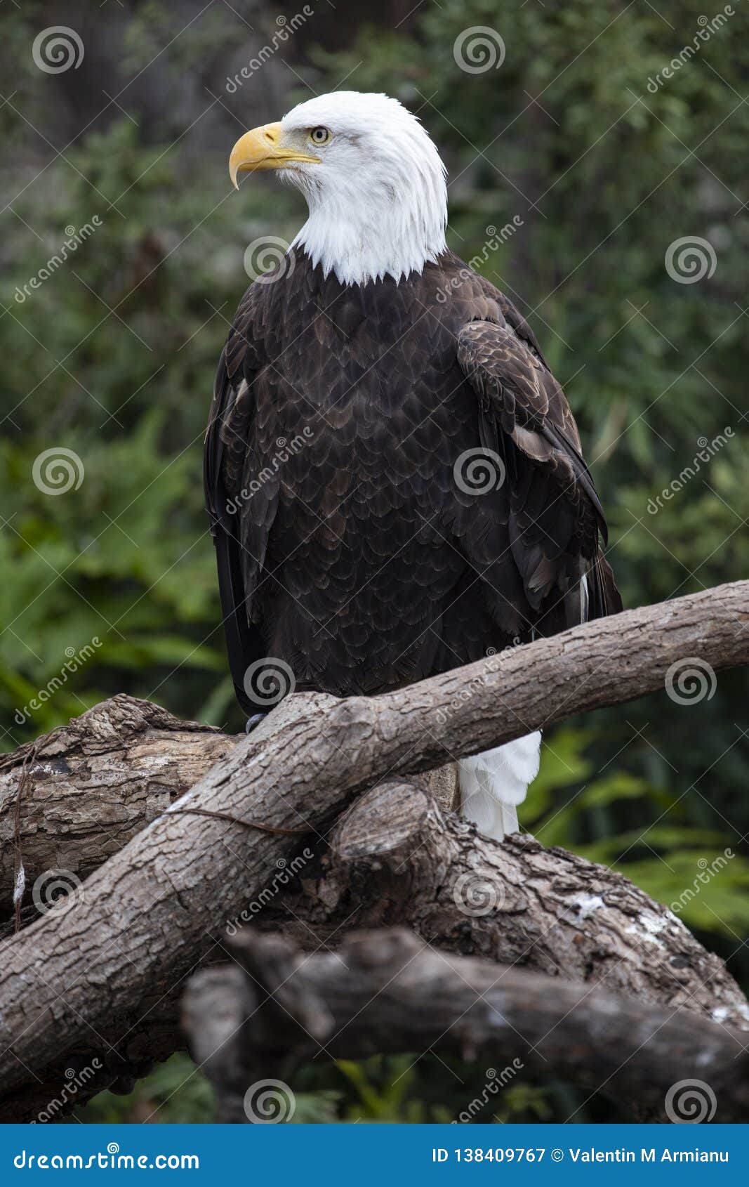 Aquila calva immagine stock. Immagine di uccello, sfondo - 138409767