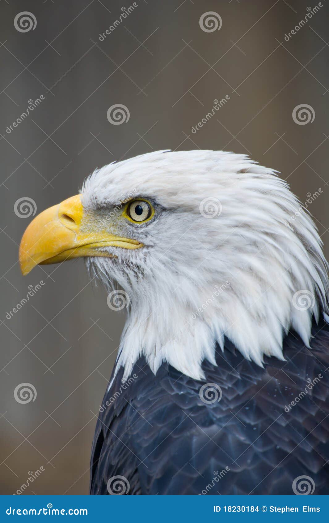 Aquila calva fotografia stock. Immagine di volo, vigilanza - 18230184