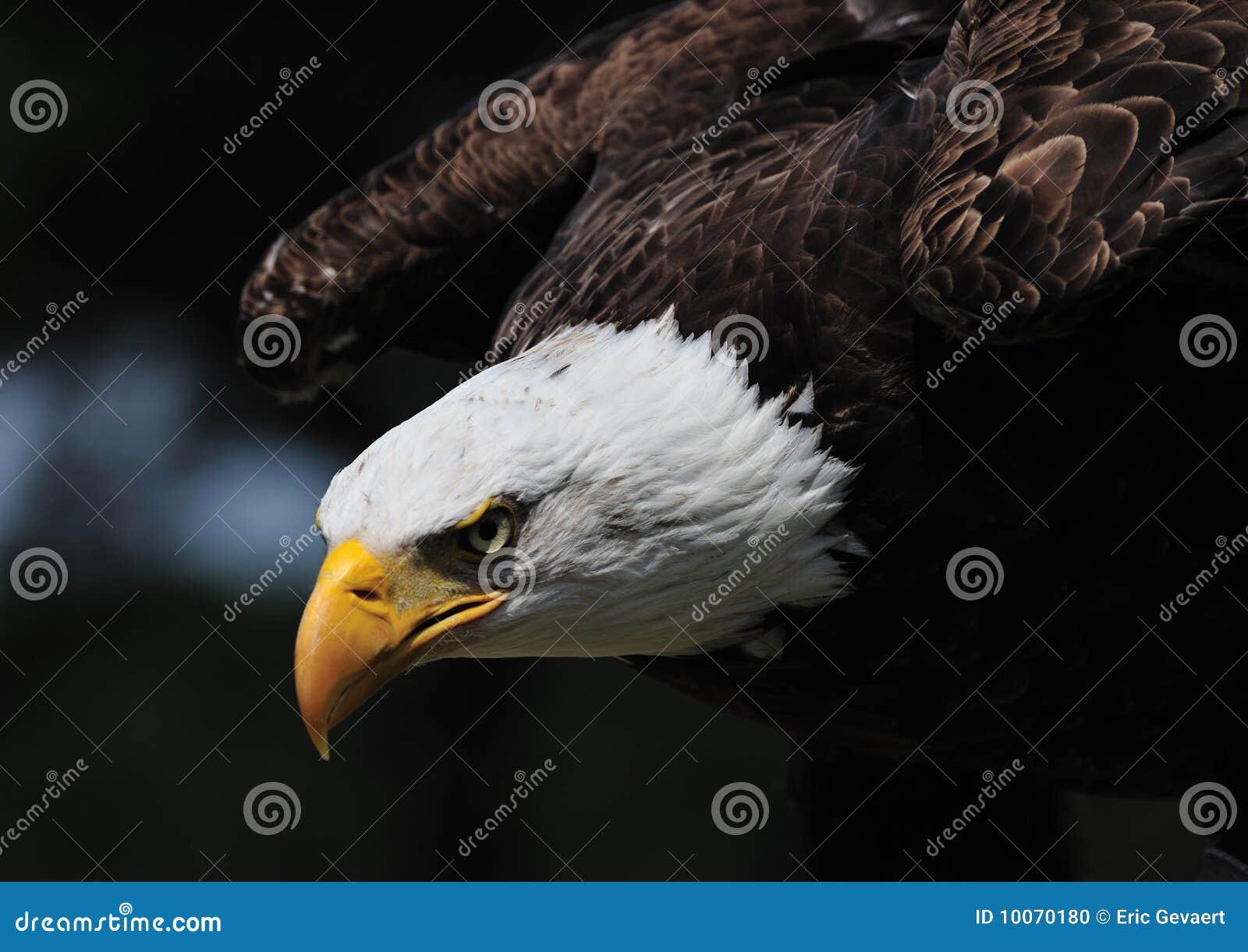 Aquila calva americana fotografia stock. Immagine di simbolo - 10070180