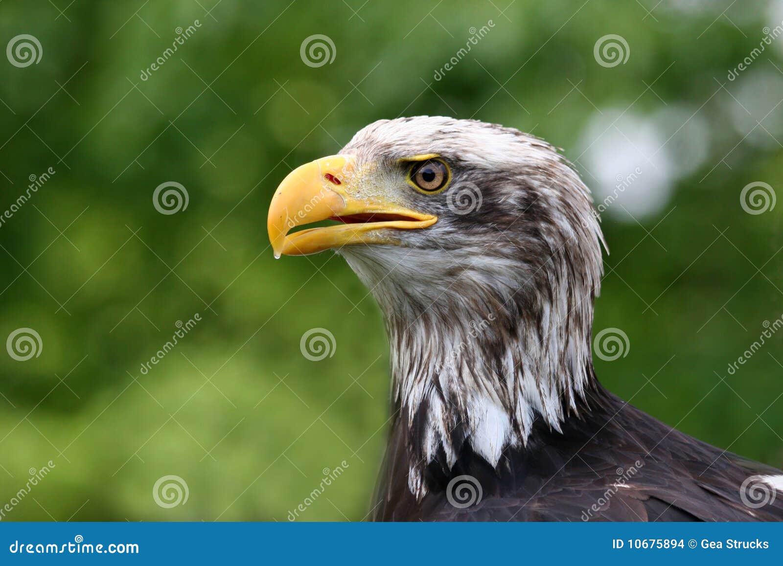 Aquila calva americana fotografia stock. Immagine di selva - 10675894