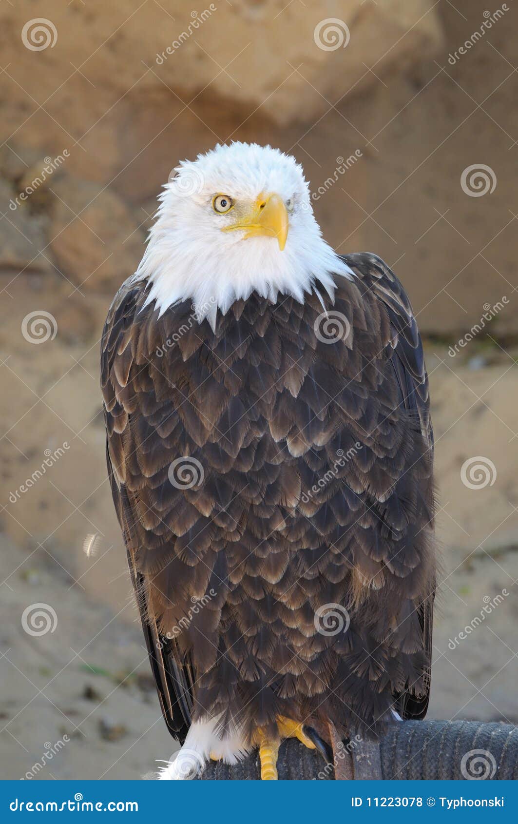 Aquila calva americana fotografia stock. Immagine di america - 11223078