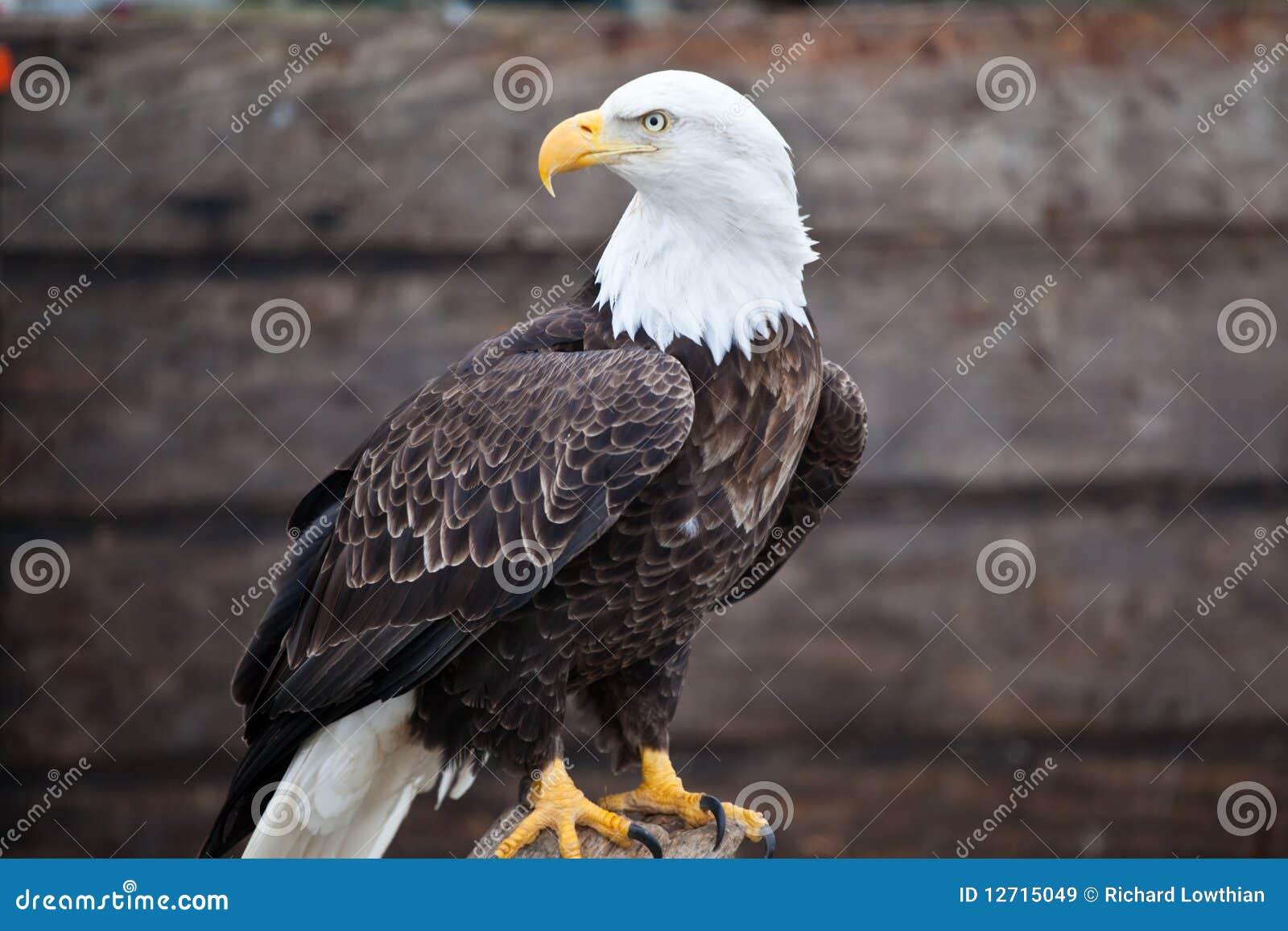 Aquila calva americana immagine stock. Immagine di libertà - 12715049
