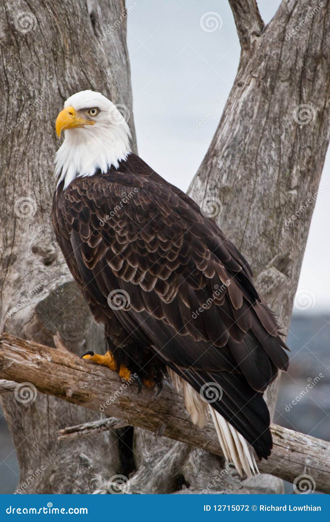 Aquila calva americana fotografia stock. Immagine di america - 12715072