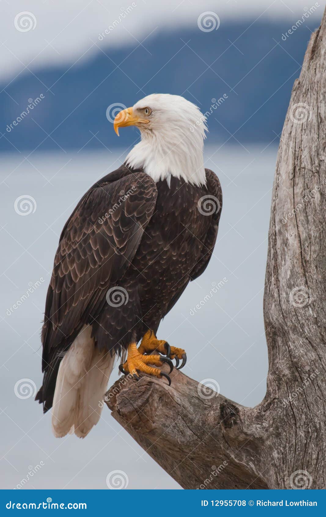 Aquila calva americana fotografia stock. Immagine di alasca - 12955708