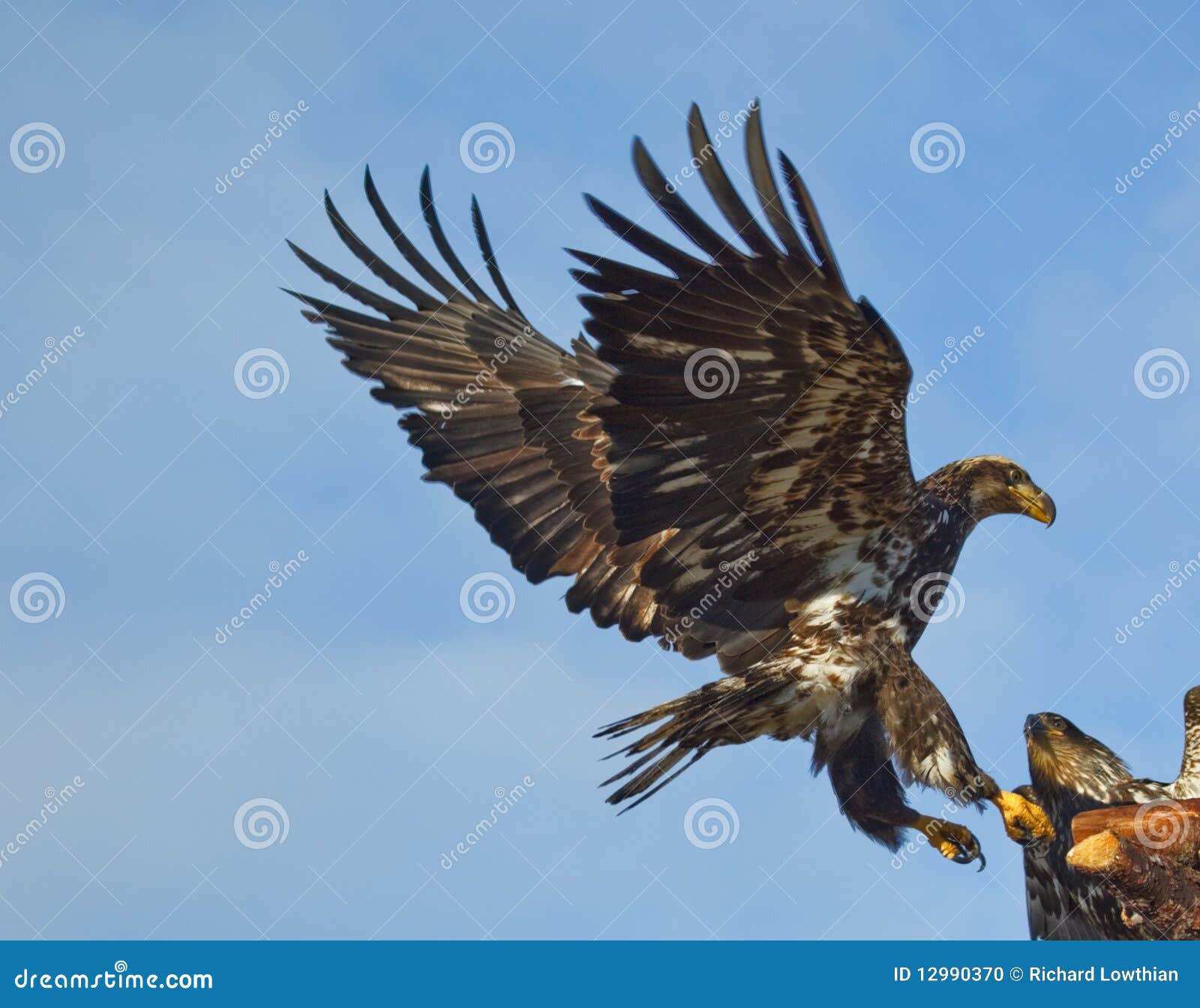 Aquila calva americana fotografia stock. Immagine di atterraggio - 12990370