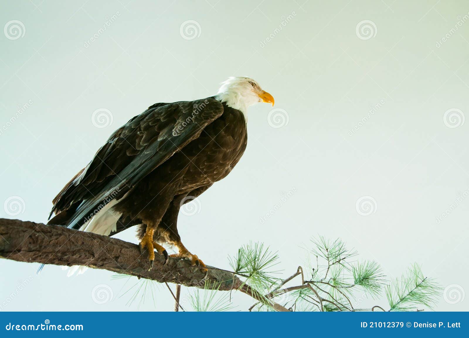 Aquila calva americana immagine stock. Immagine di aquila - 21012379
