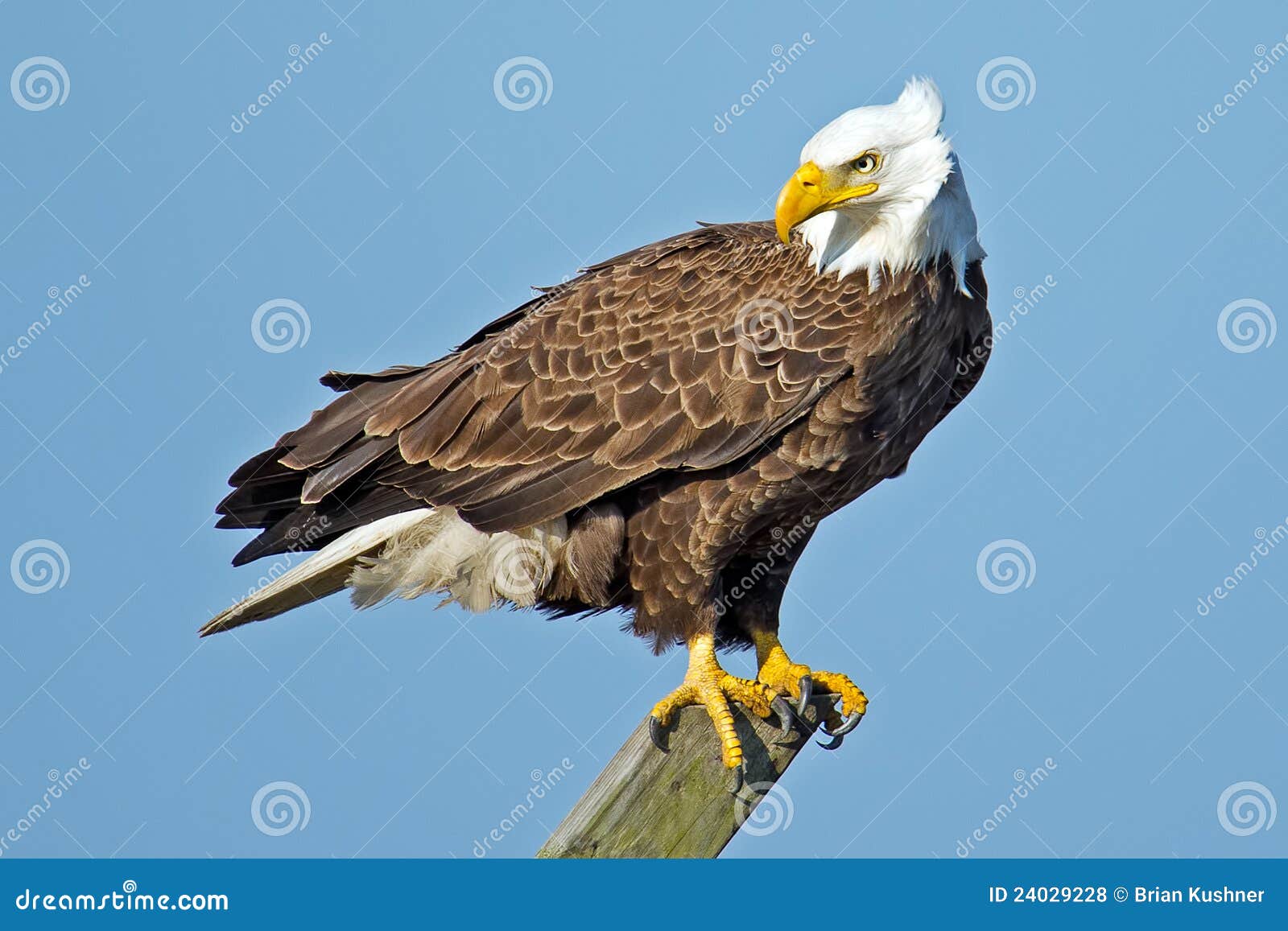 Aquila calva americana fotografia stock. Immagine di becco - 24029228