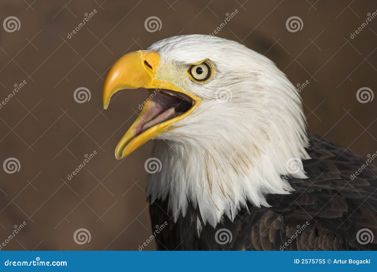 Aquila calva americana immagine stock. Immagine di macro - 2575755