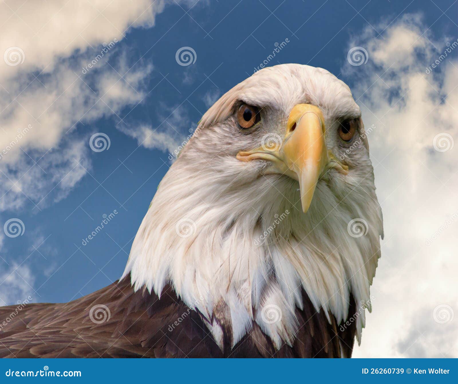 Aquila calva americana immagine stock. Immagine di becco - 26260739