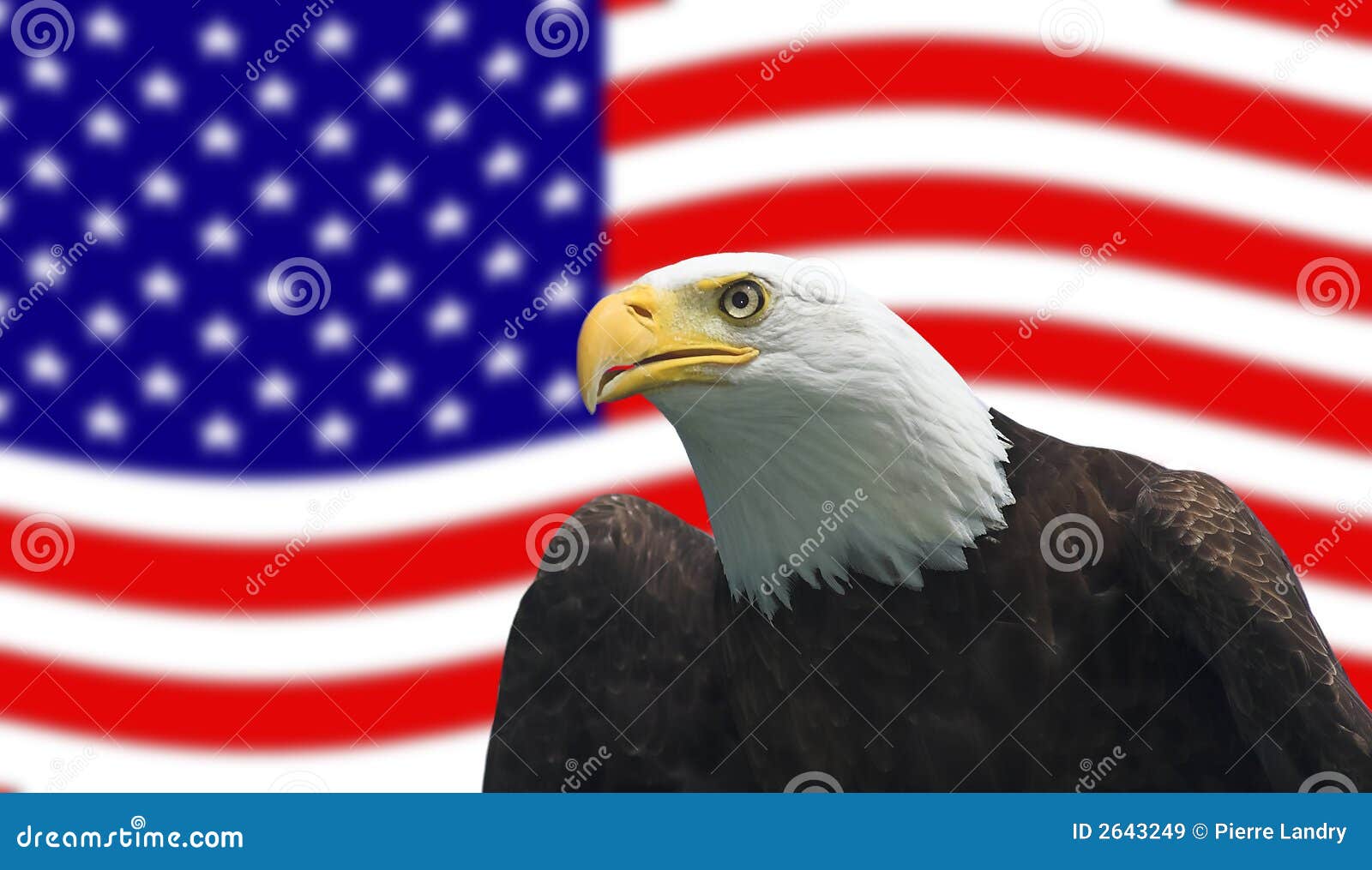 Aquila calva americana immagine stock. Immagine di aquila - 2643249