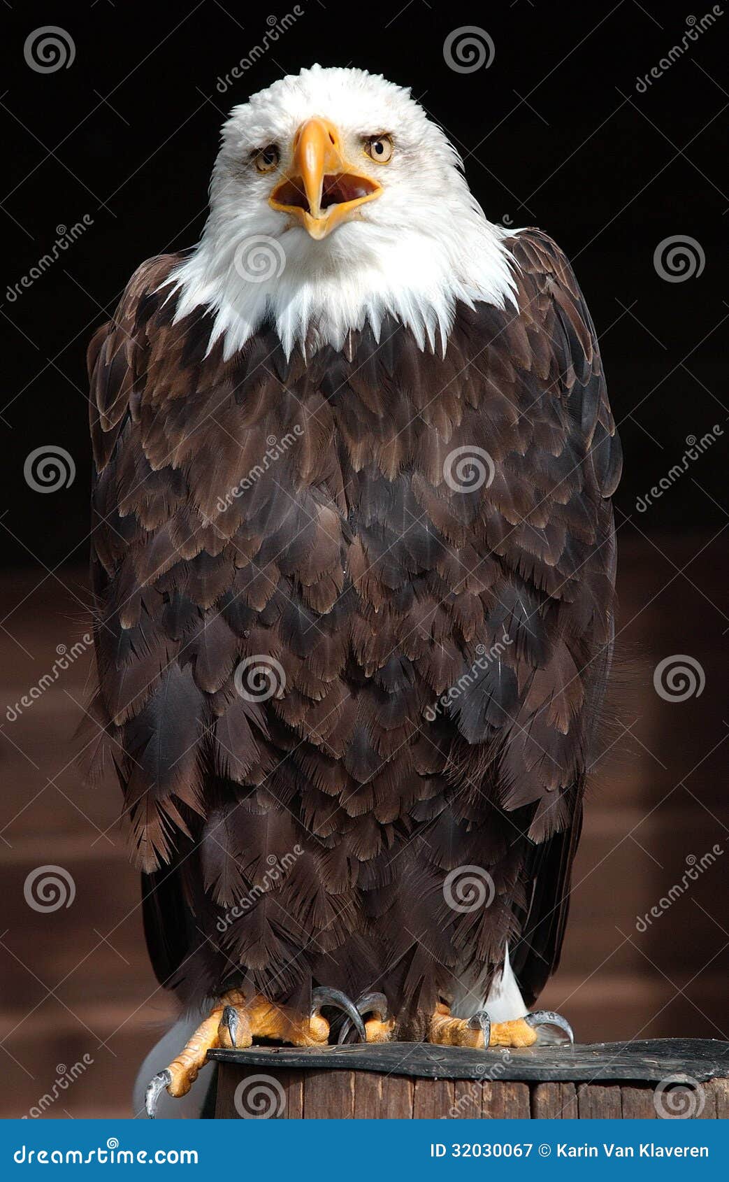 Aquila calva americana immagine stock. Immagine di rapace - 32030067