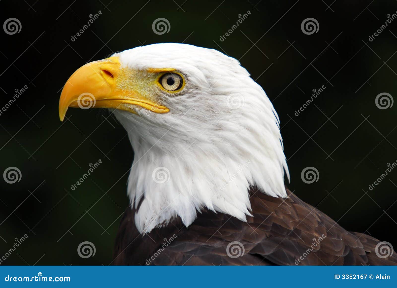 Aquila calva americana immagine stock. Immagine di piuma - 3352167