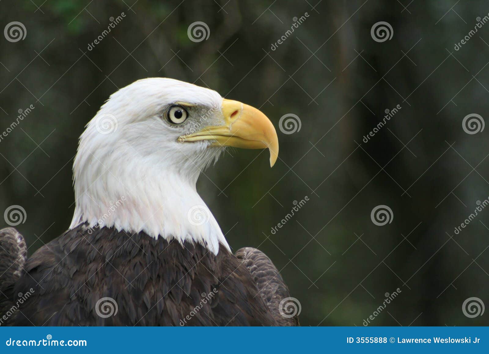 Aquila calva americana fotografia stock. Immagine di bianco - 3555888