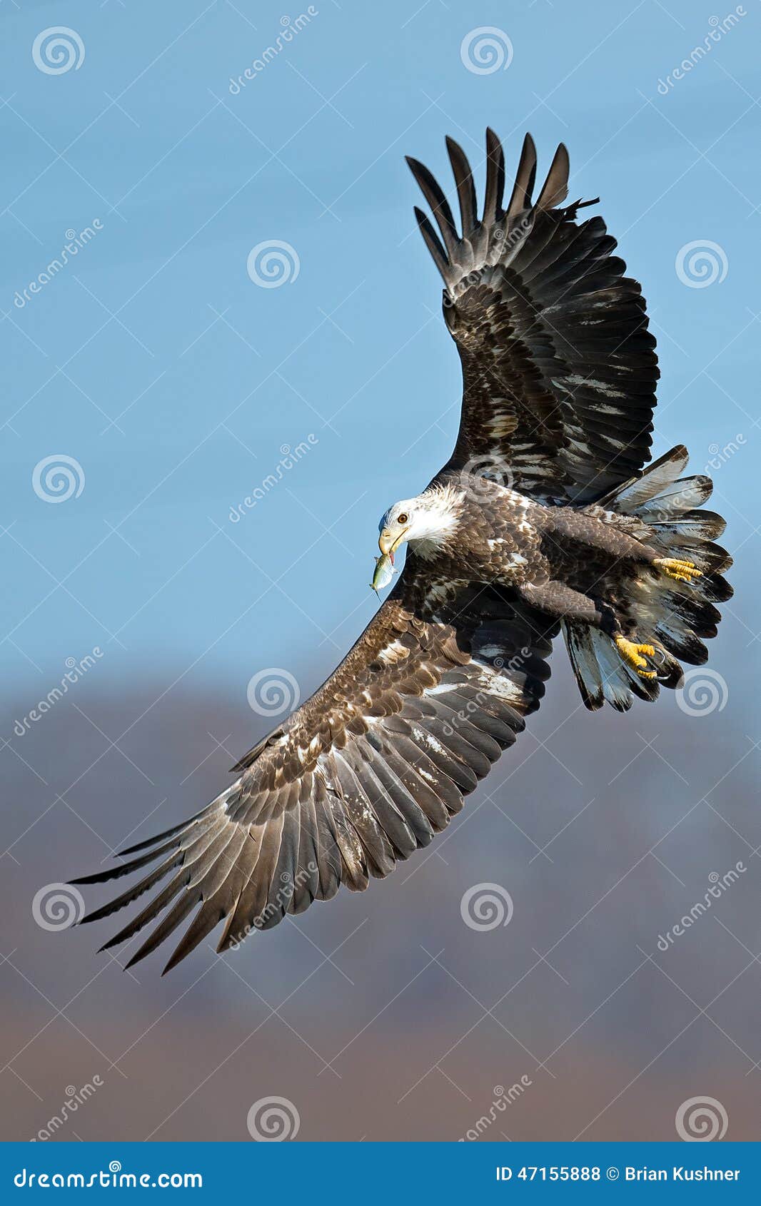 Aquila calva americana fotografia stock. Immagine di giovanile - 47155888